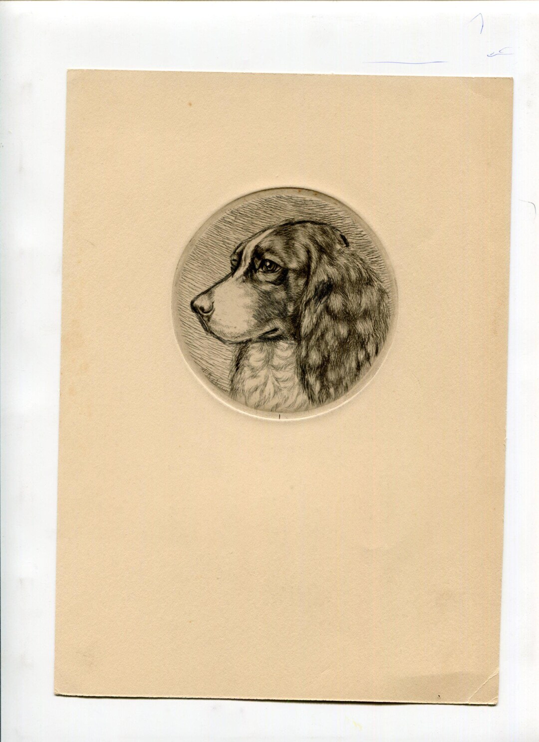 Vintage Springer Spaniel Etching 19th Century Animal Art Jacques REBOUR ...