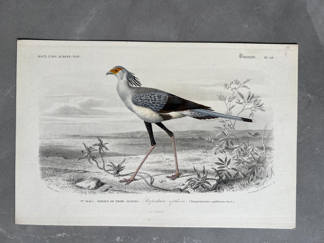 Antique Secretary Bird Illustration - Serpentarius Reptiliverus by ...
