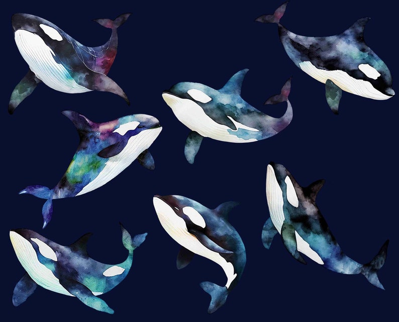 Watercolor Killer Whale Clipart. Whale Clipart. Ocean Watercolor ...
