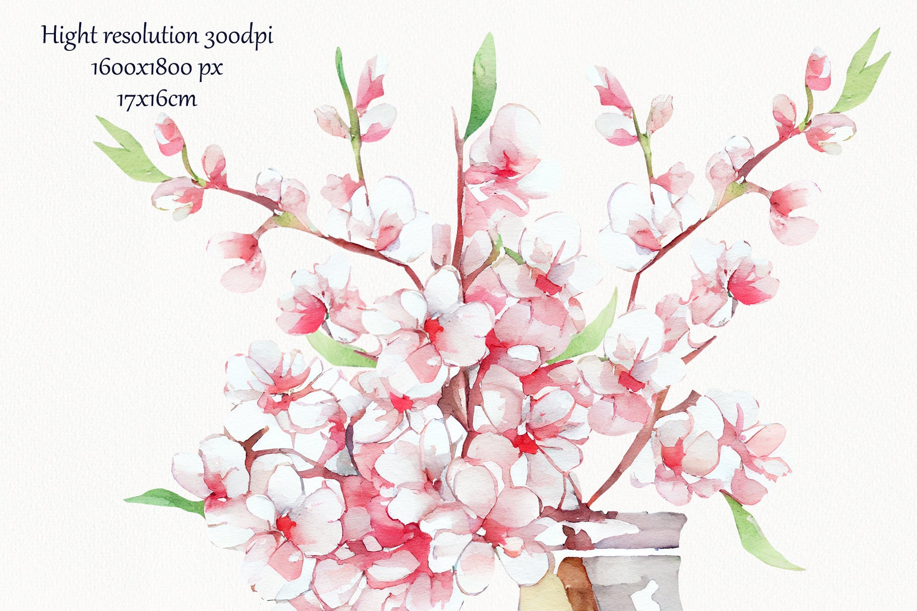 Cheryy Blossom Watercolor Clipart. Spring Flowers Clipart. Floral ...