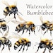 Bumblebee Watercolor Clipart. Watercolor Bee Illustration. Watercolor ...