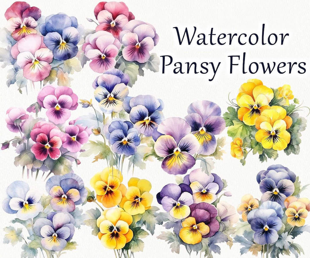 Watercolor Pansy Flowers Clipart. Pansy Flowers Clipart. Floral Pansy ...