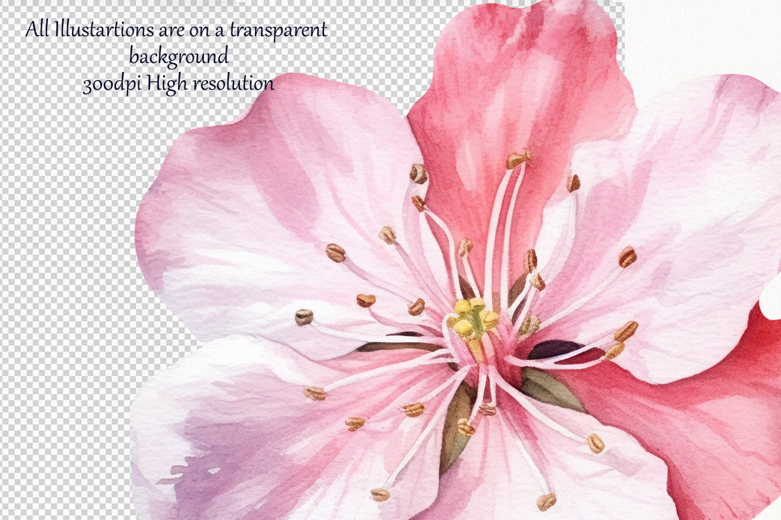 Cherry Berry Watercolor Clipart. Cherry Summer Clipart. Cherry Flower ...