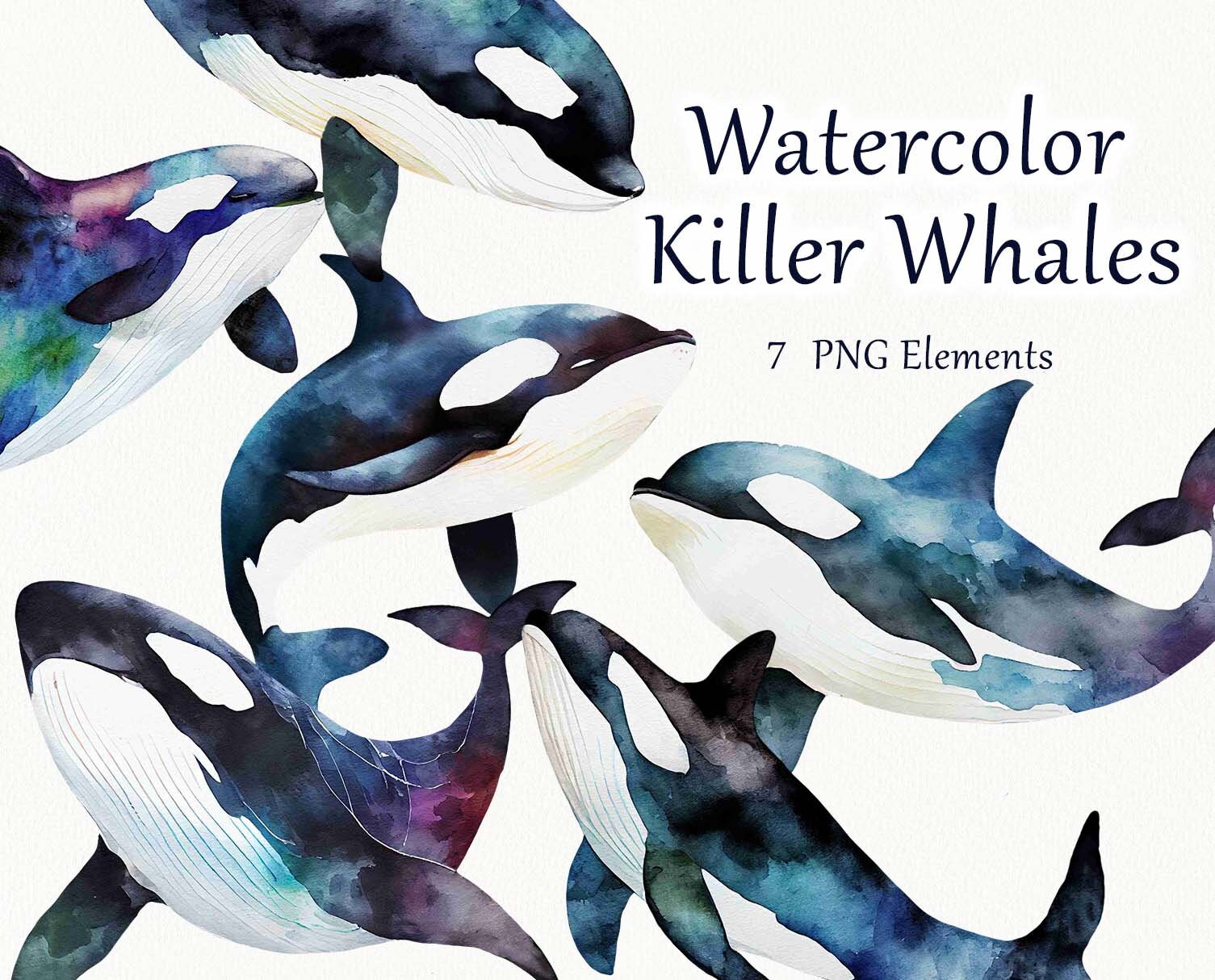 Watercolor Killer Whale Clipart. Whale Clipart. Ocean Watercolor ...