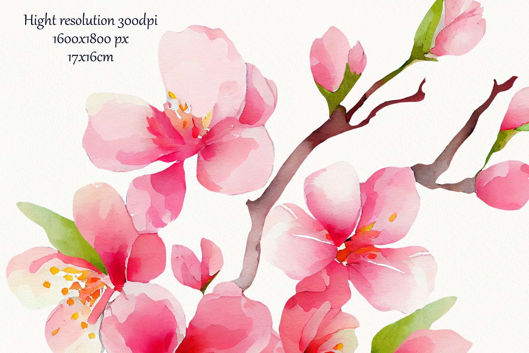 Cheryy Blossom Watercolor Clipart. Spring Flowers Clipart. Floral ...