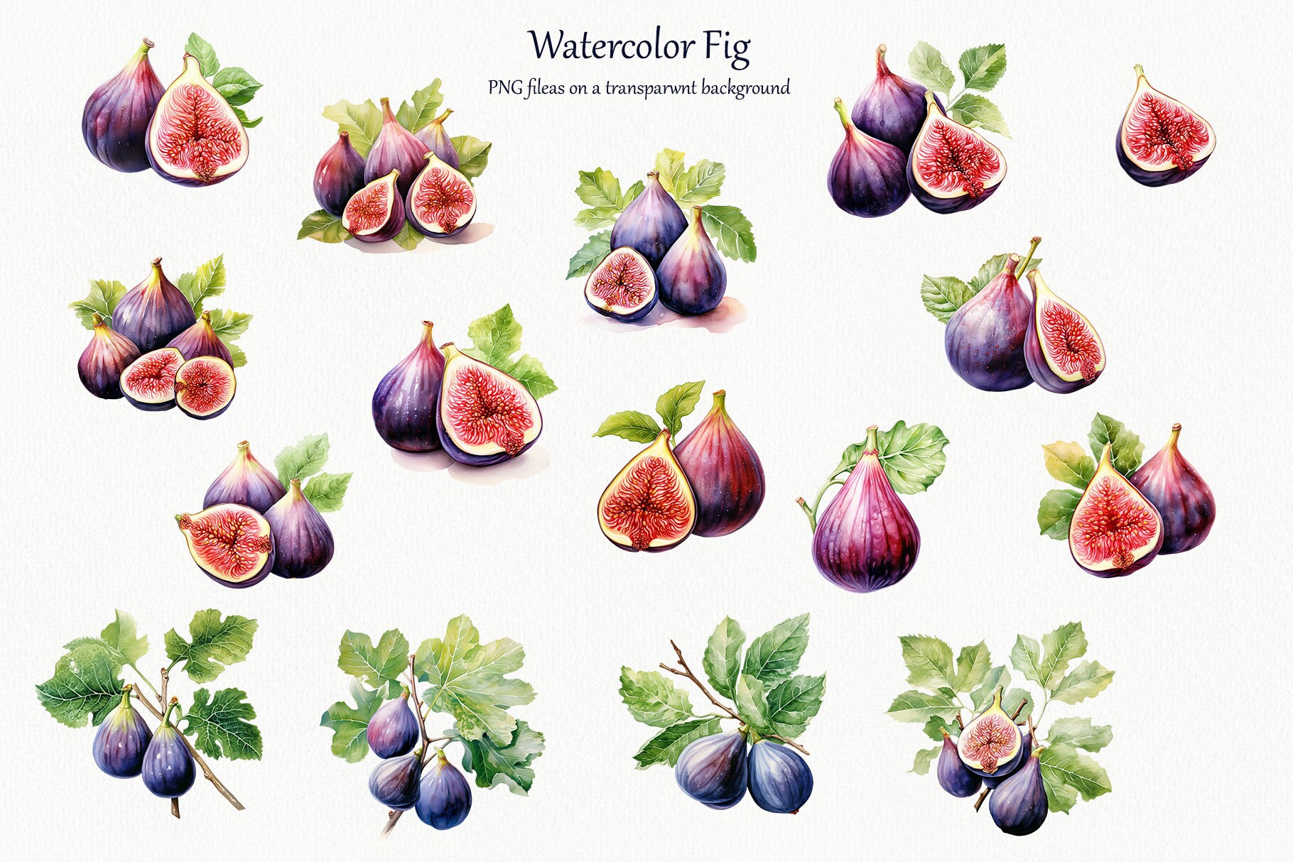 Fig Watercolor Clipart. Fig Summer Clipart. Fig Tree Clipart. Fruit ...