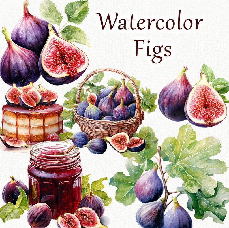 Fig Watercolor Clipart. Fig Summer Clipart. Fig Tree Clipart. Fruit ...