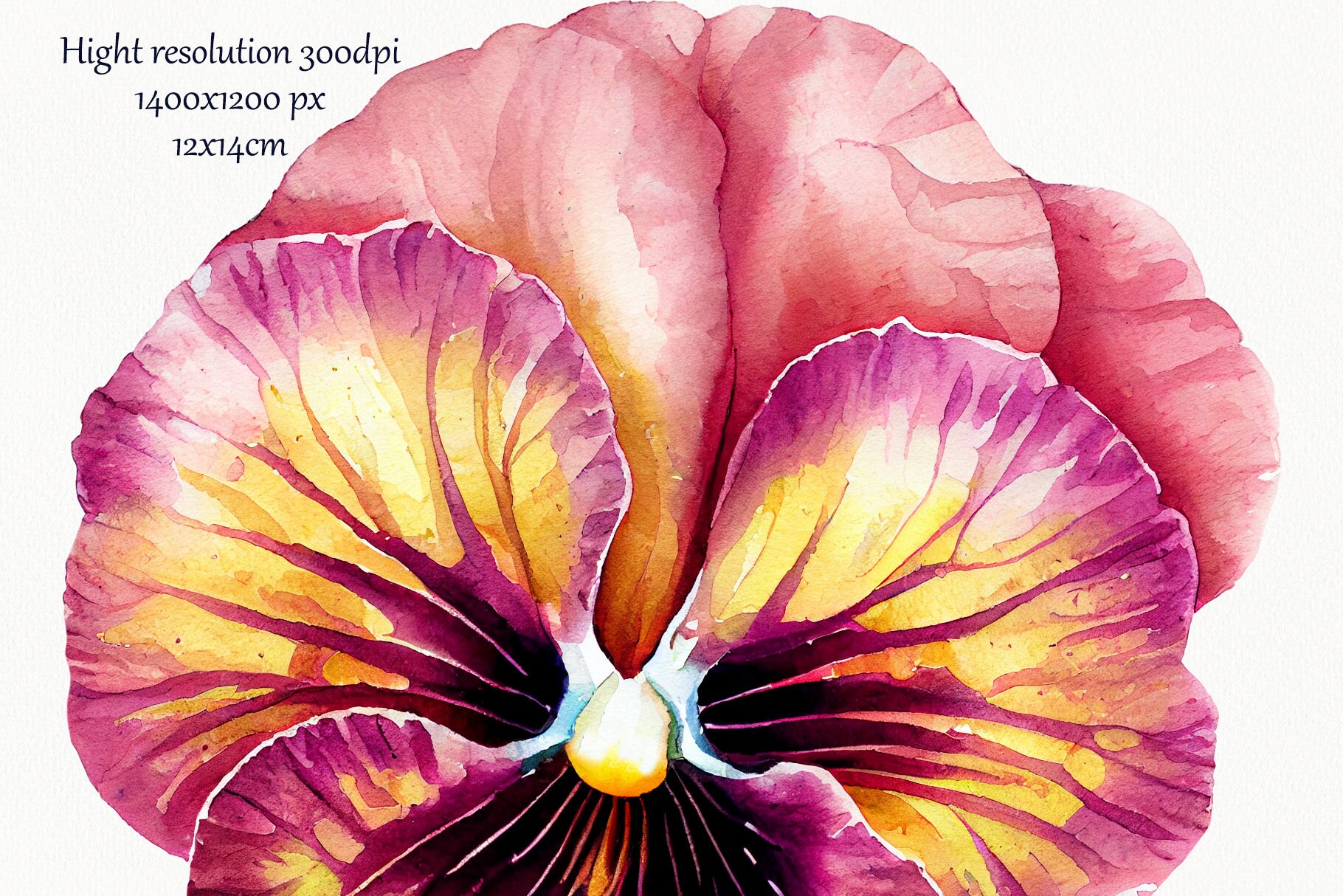 Watercolor Pansy Flowers Clipart. Pansy Flowers Clipart. Floral Pansy ...