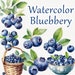 Blueberry Watercolor Clipart. Blueberry Summer Clipart. Blueberry Plant ...