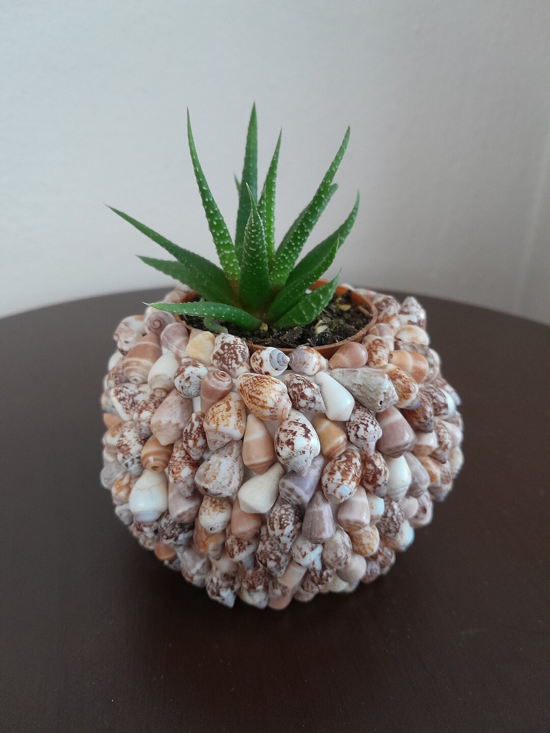 Cacti and Succulent Vase With Sea Shells - Etsy