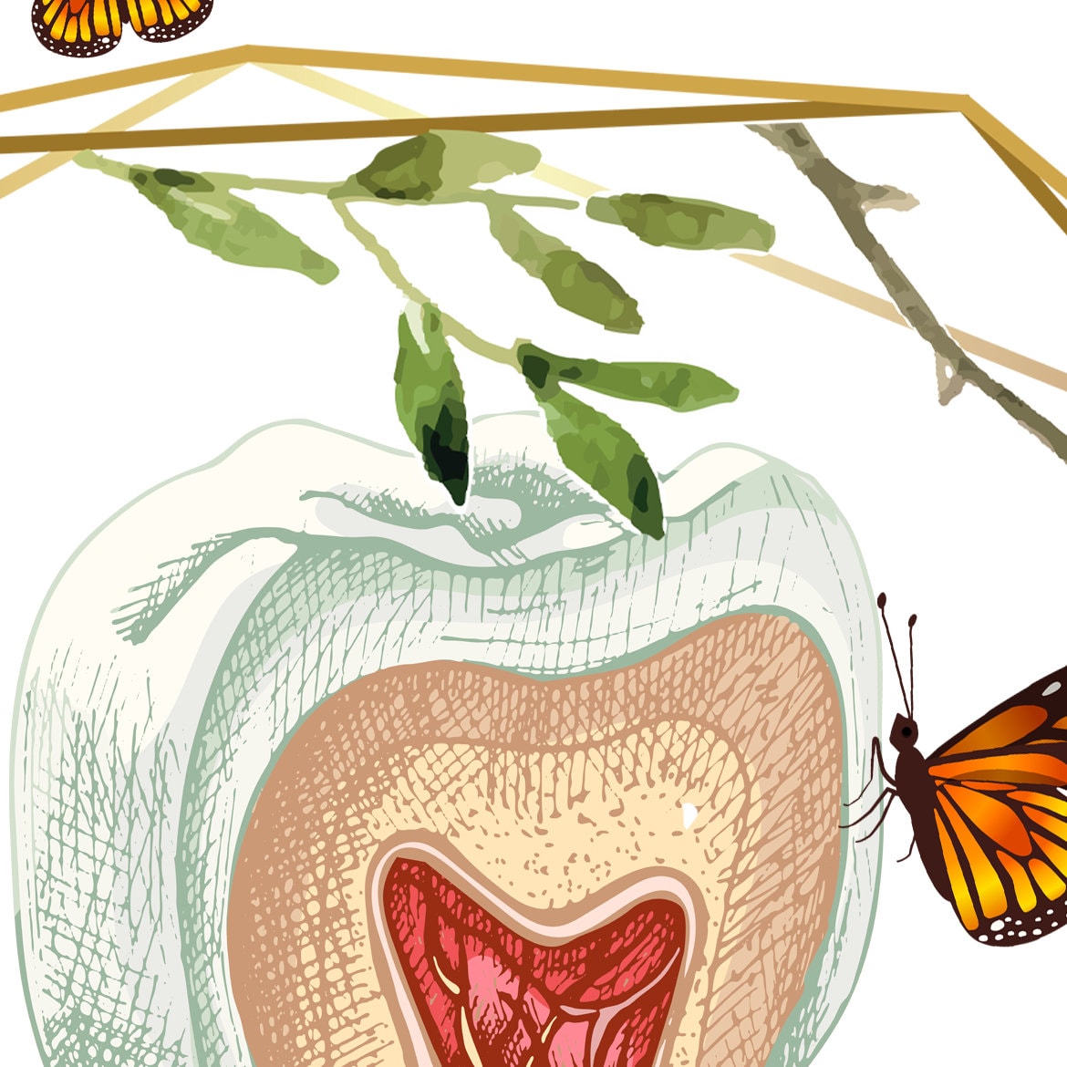 Dental Cross Section Artwork Orthodontist Illustrations Medical Wall ...