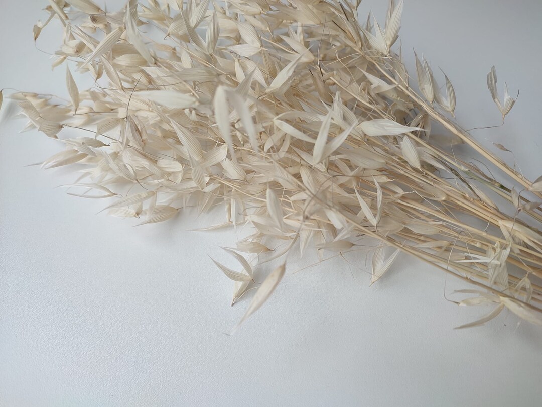Organic Oat Decor 50 Stems Around 10 Inches Length / Natural Cereal ...