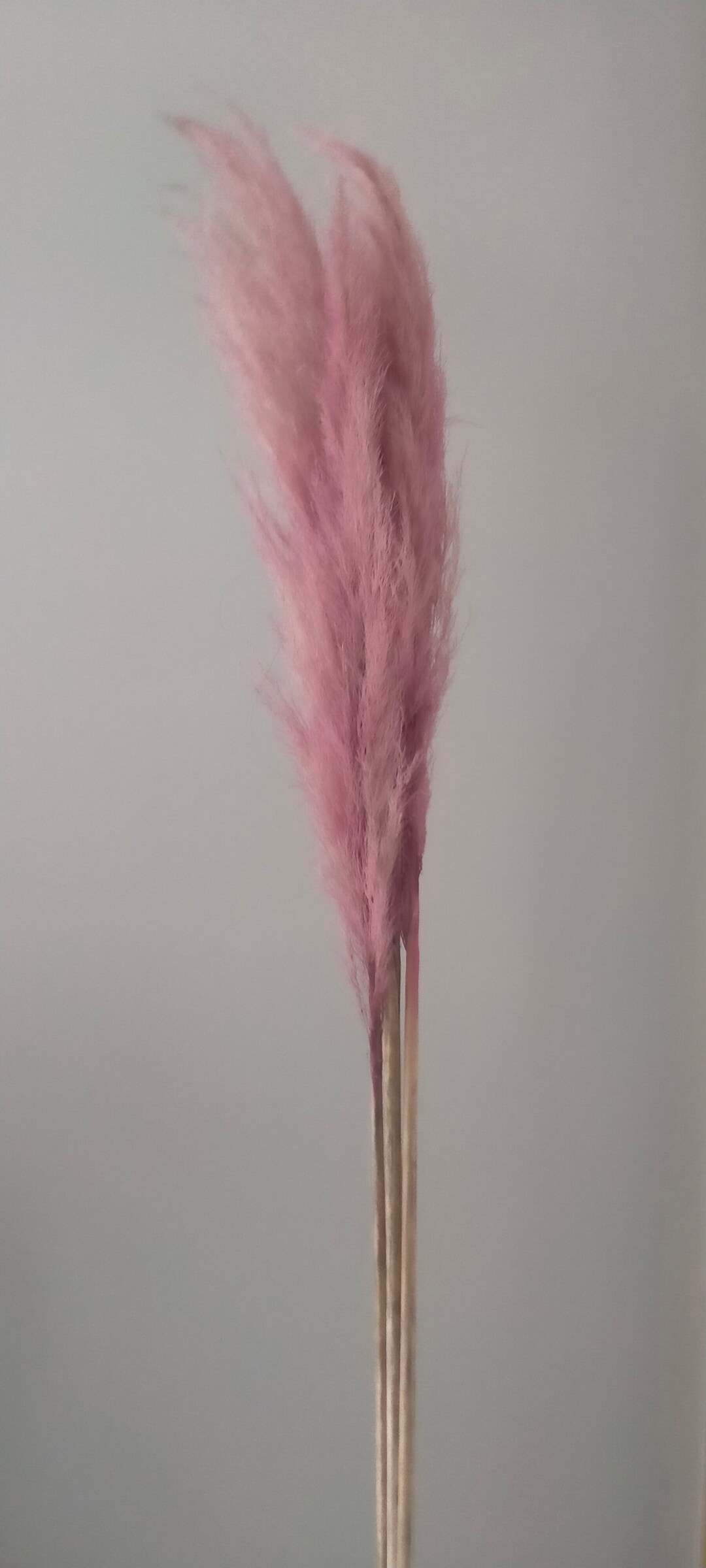 4 Pink Pampas Pack, Posyandkardo Pampa, Luxury Deco for Wedding ...