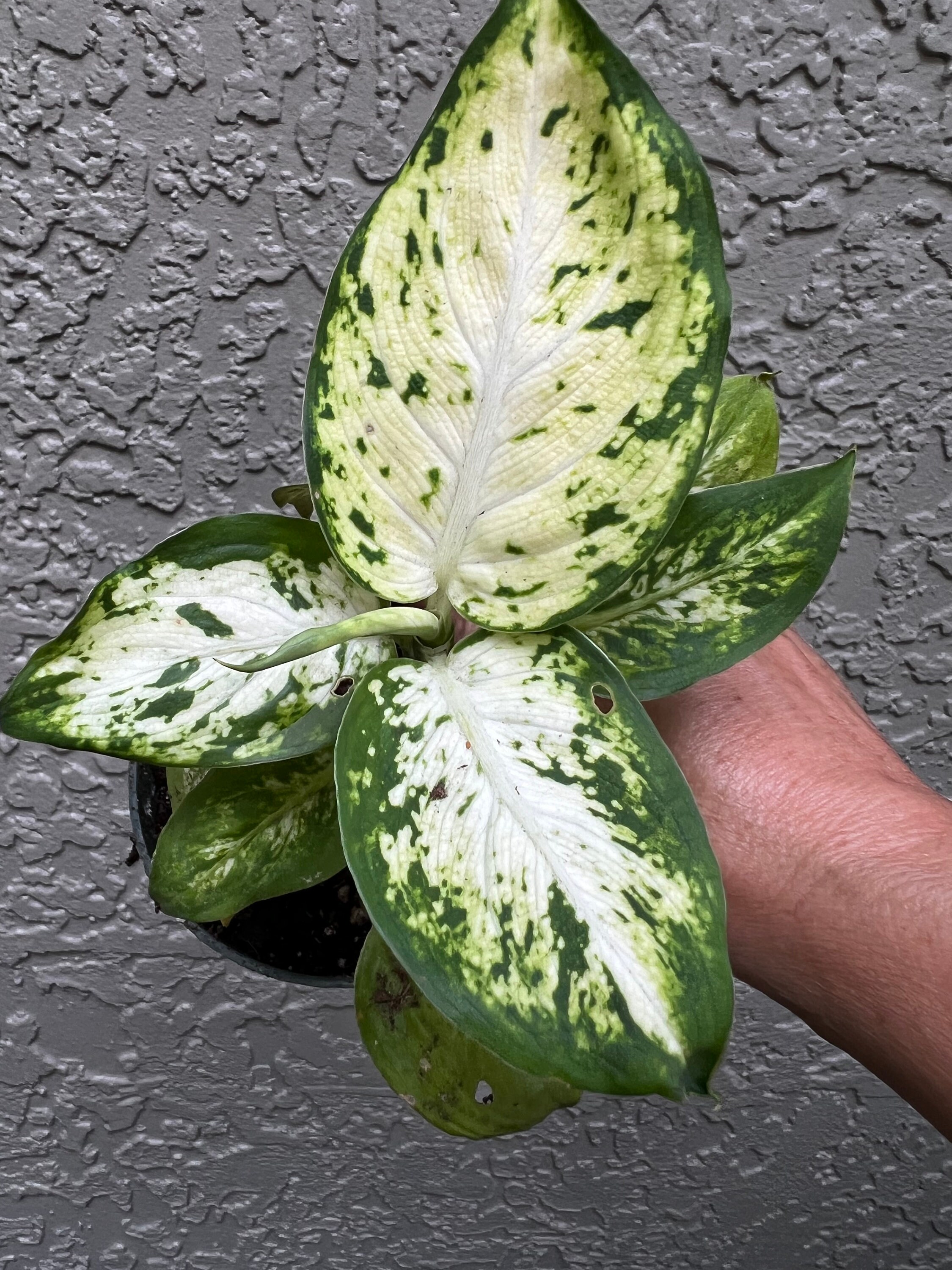Dieffenbachia Amy. Vibrant Creamy White and Green Foliage. - Etsy