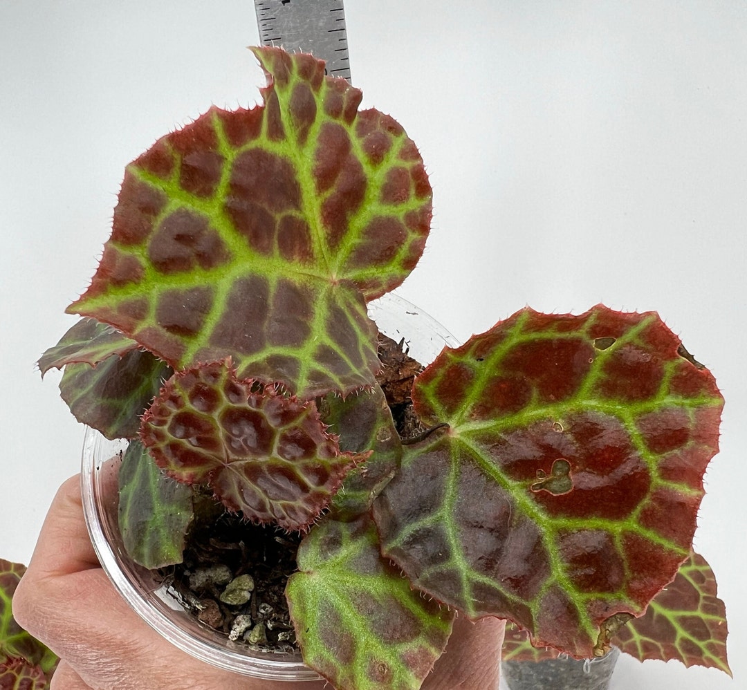 Begonia Rajah, Rare Begonia, Unique Begonia, Fully Rooted Plant, - Etsy