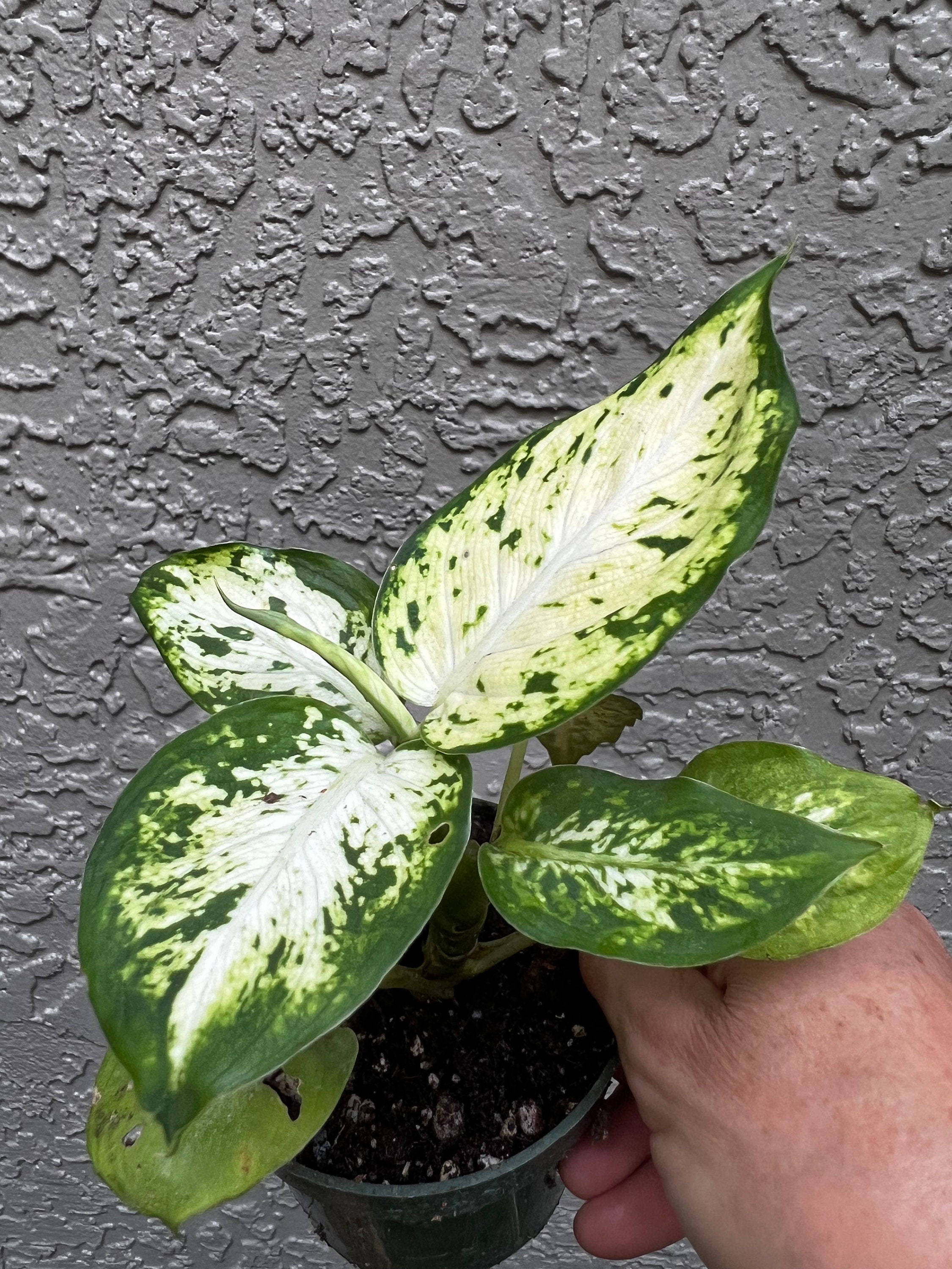 Dieffenbachia Amy. Vibrant Creamy White and Green Foliage. - Etsy