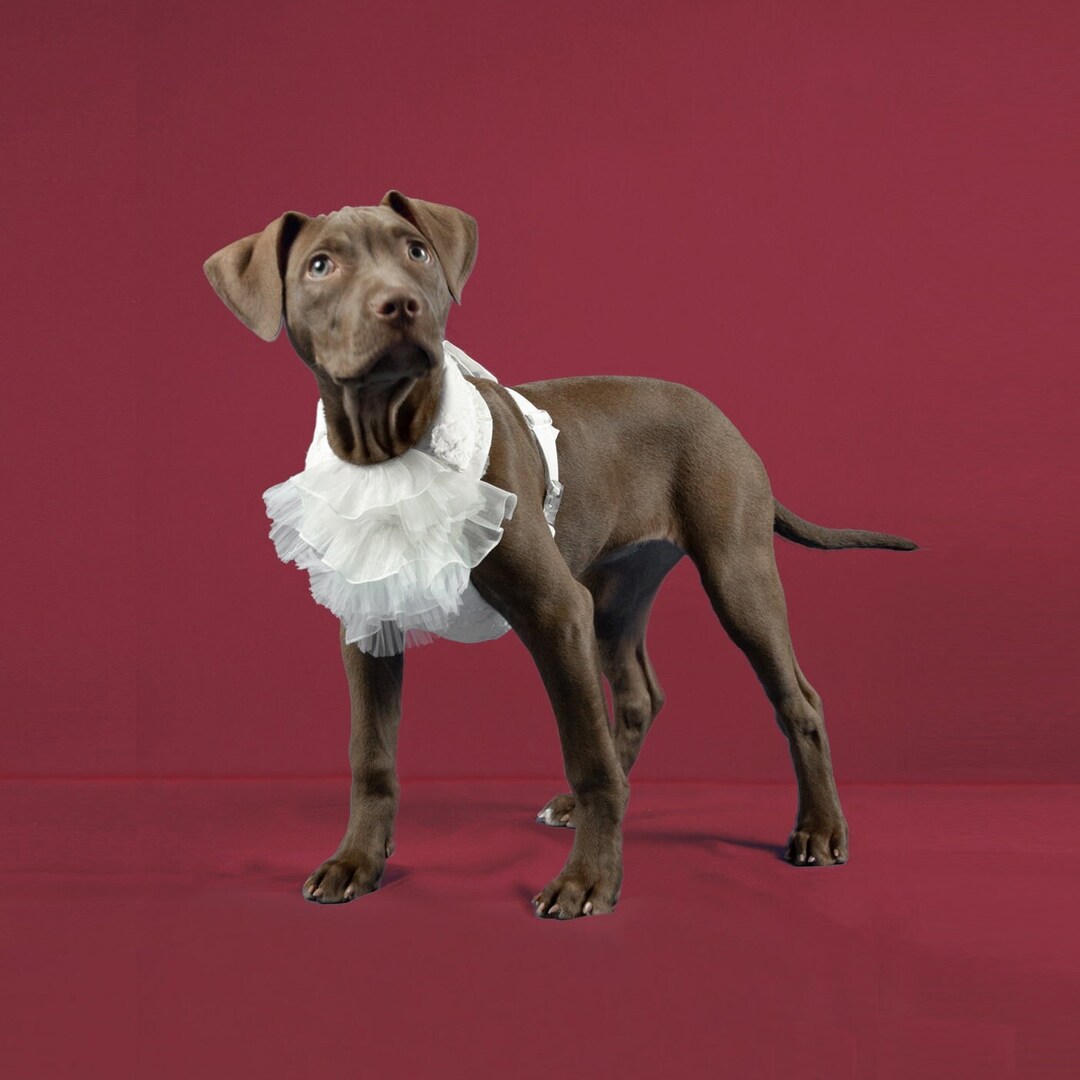 Dog Wedding Dress – Elegant Ceremony Dress for Dogs With Refined ...