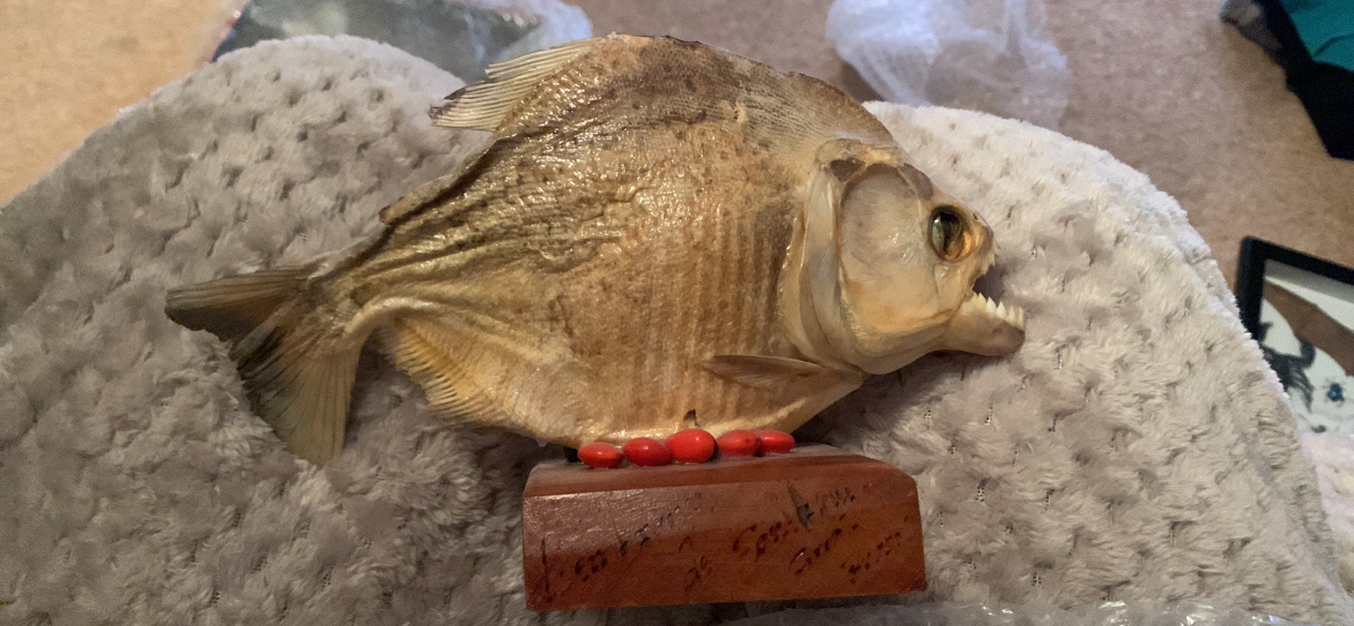 Red Eyed Piranha Display Piece. - Etsy