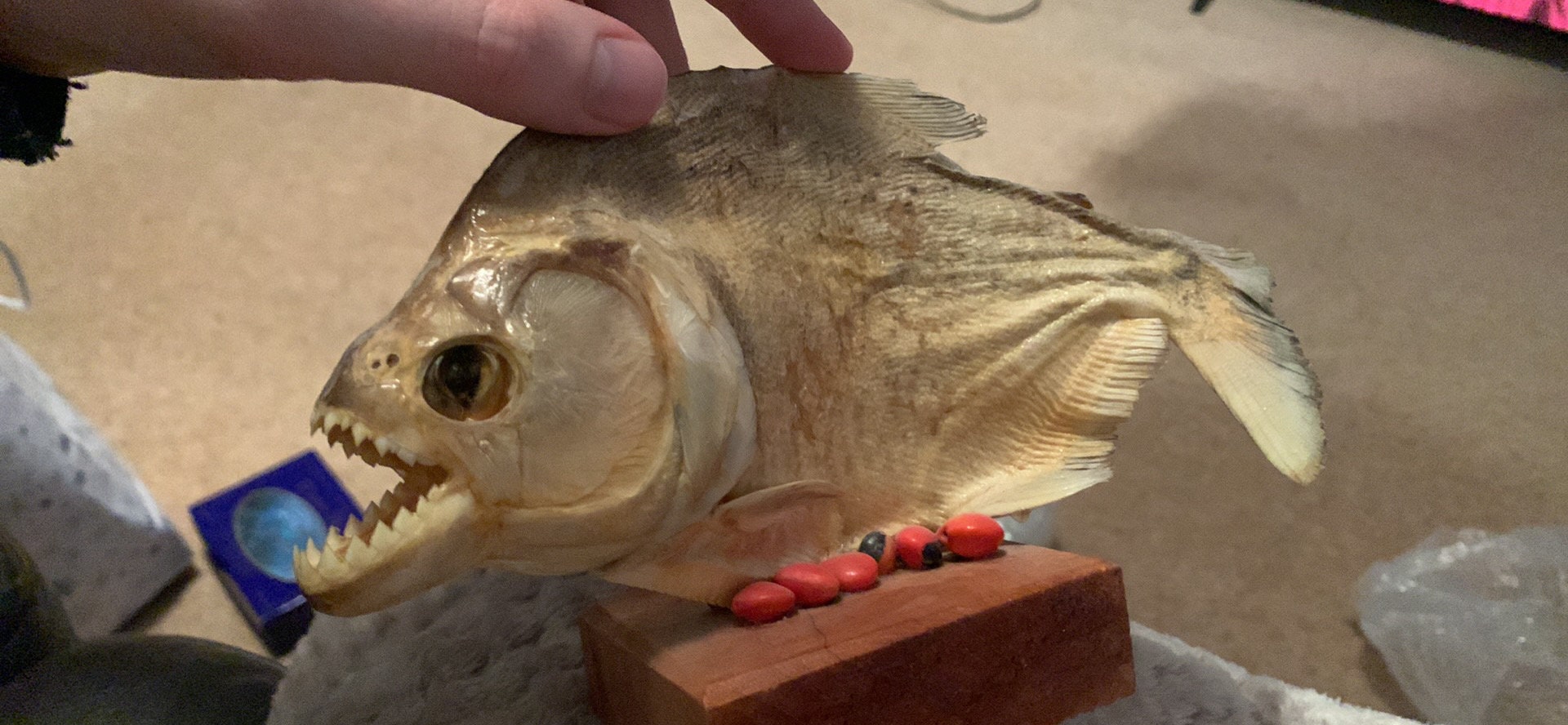 Red Eyed Piranha Display Piece. - Etsy