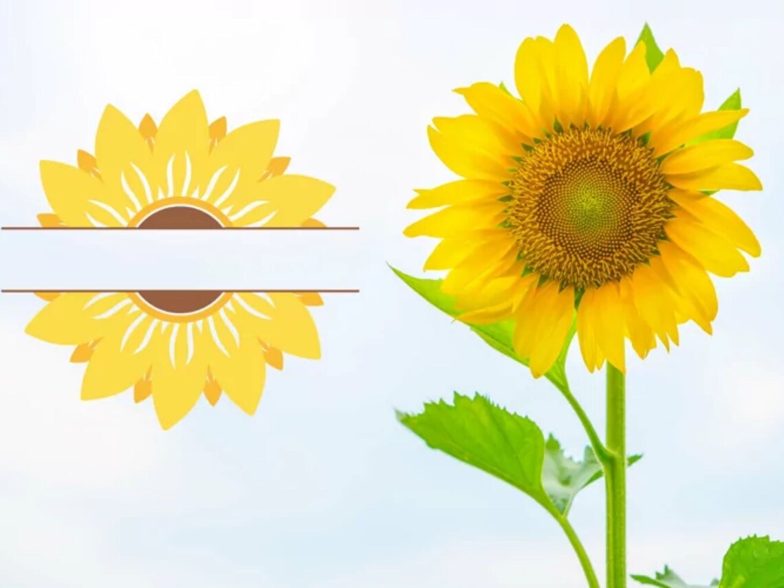 Cute Yellow Summer Sunflower Monogram Svg Bundle, Floral Svg Bundle ...