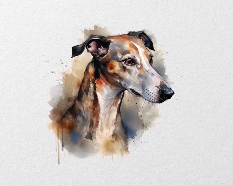 Watercolor Greyhound, 4 High Quality Pngs, Greyhound Clipart, Greyhound ...