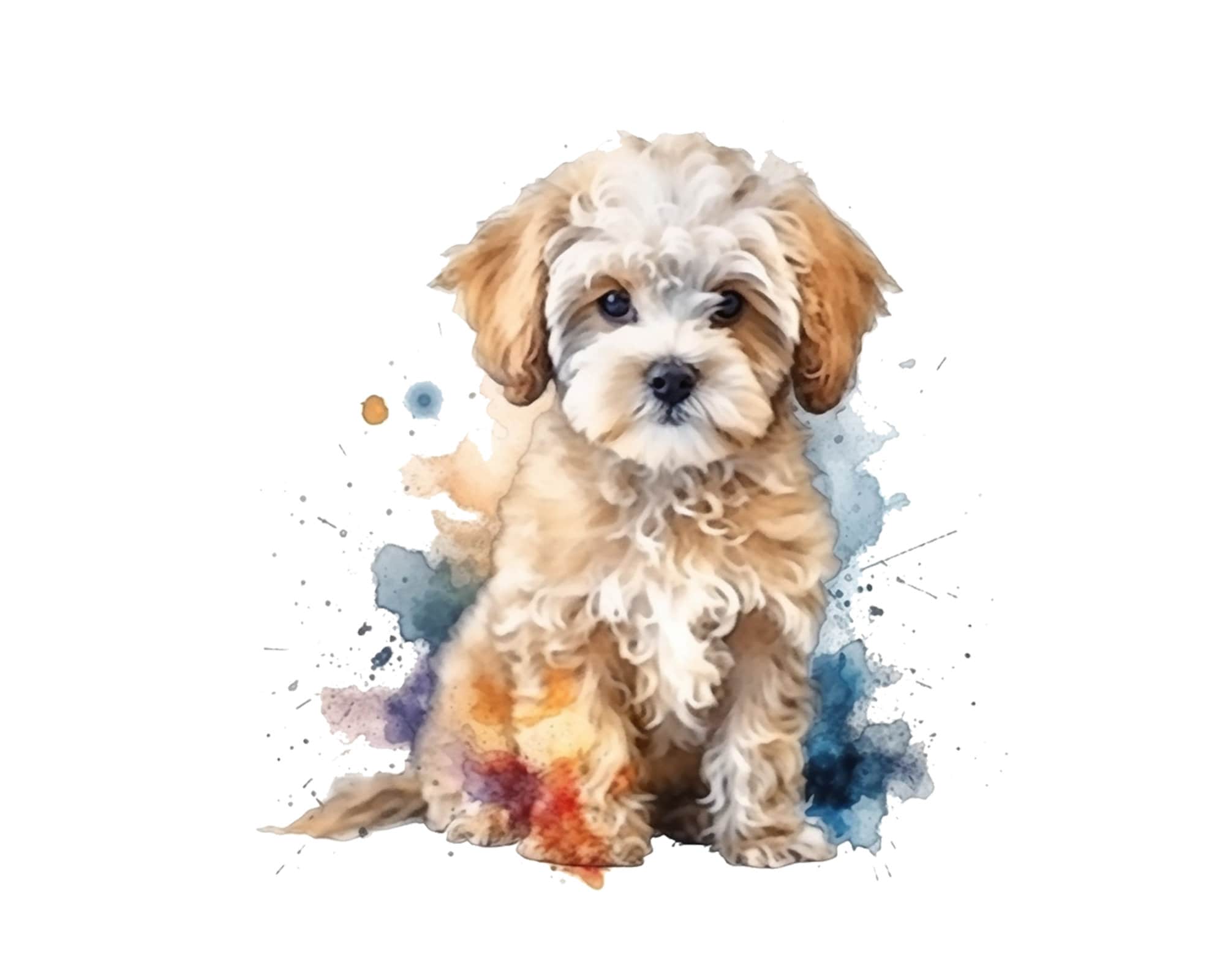 Watercolor Maltipoo Png, 4 High Quality Pngs, Maltipoo Clipart ...