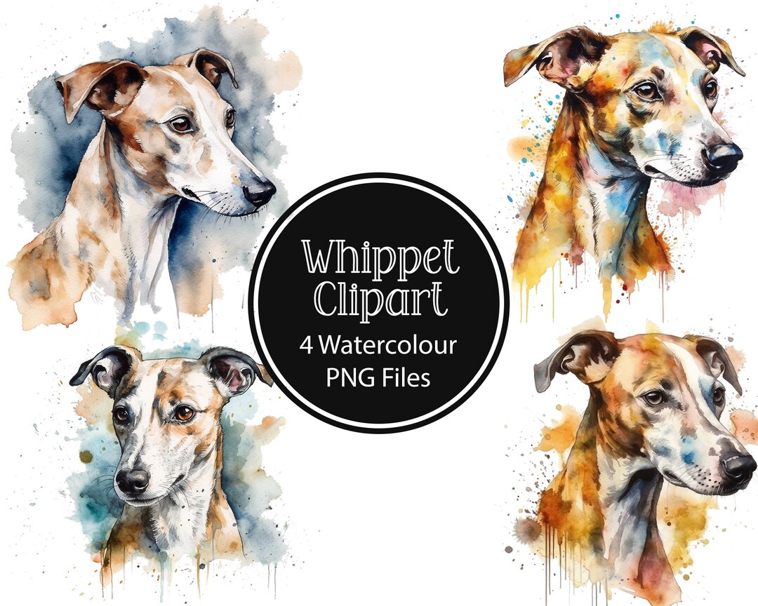 Watercolor Whippet Png, 4 High Quality Pngs, Whippet Clipart, Whippet ...