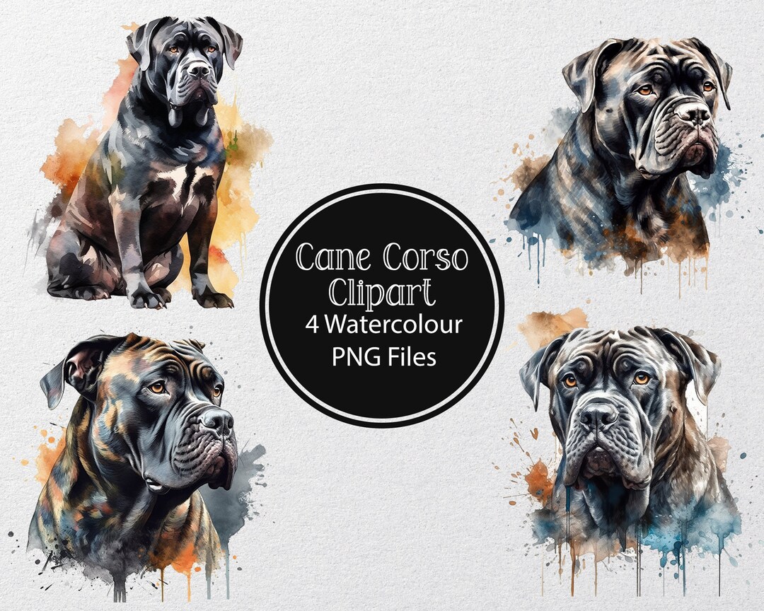 Watercolor Cane Corso, 4 High Quality PNG, Cane Corso Clipart, Cane ...
