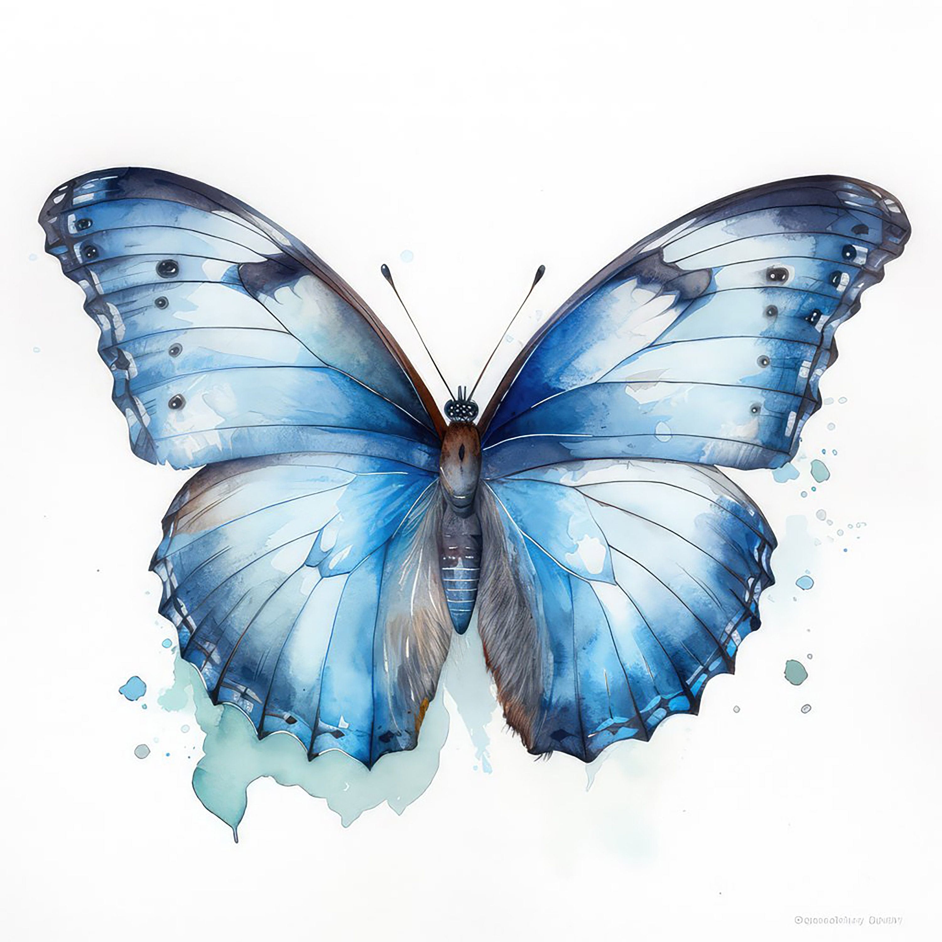 Blue Morpho Butterfly Water Color Painting | 12 High Quality JPG ...