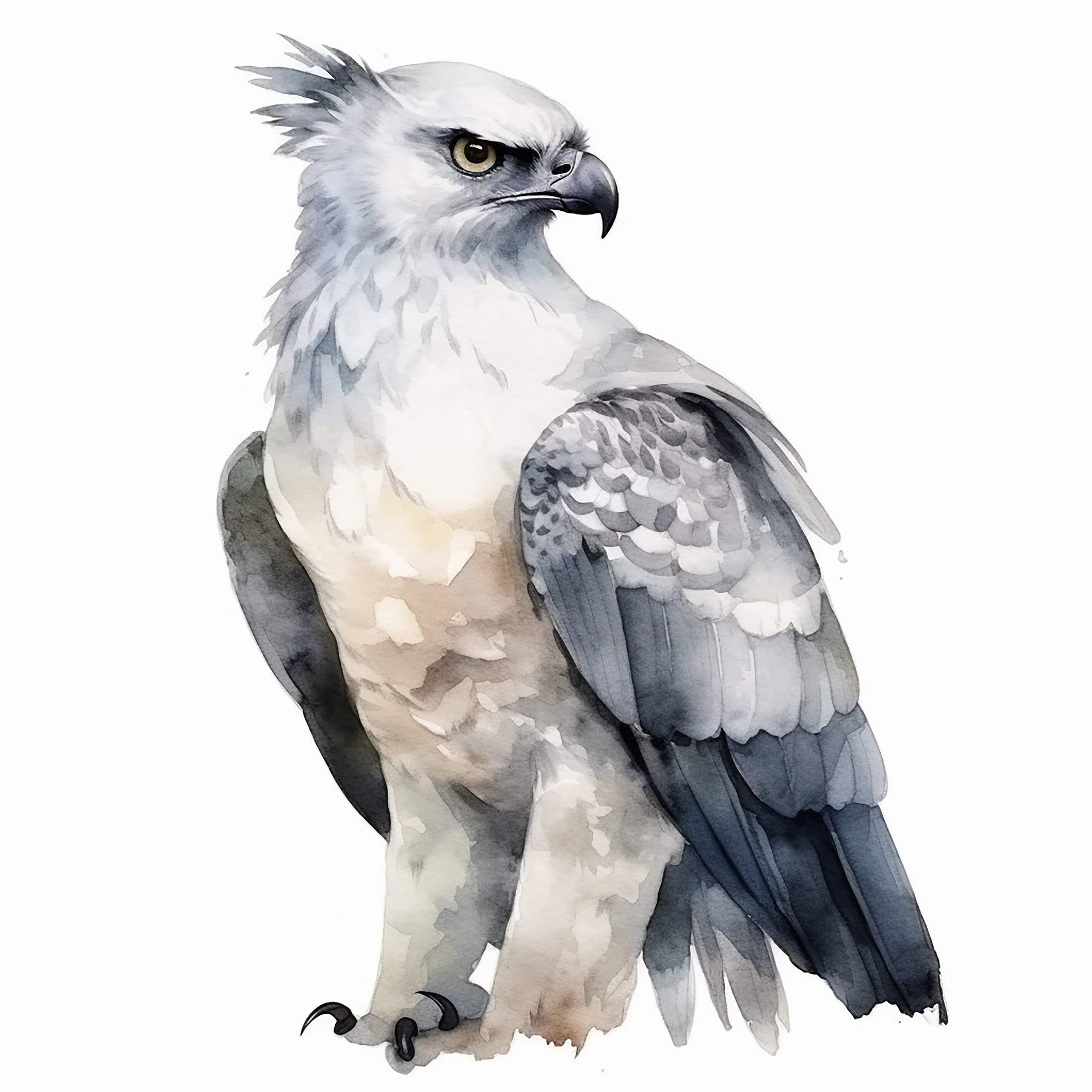 Harpy Eagle Water Color Painting | 11 High Quality JPG Clipart Pack ...