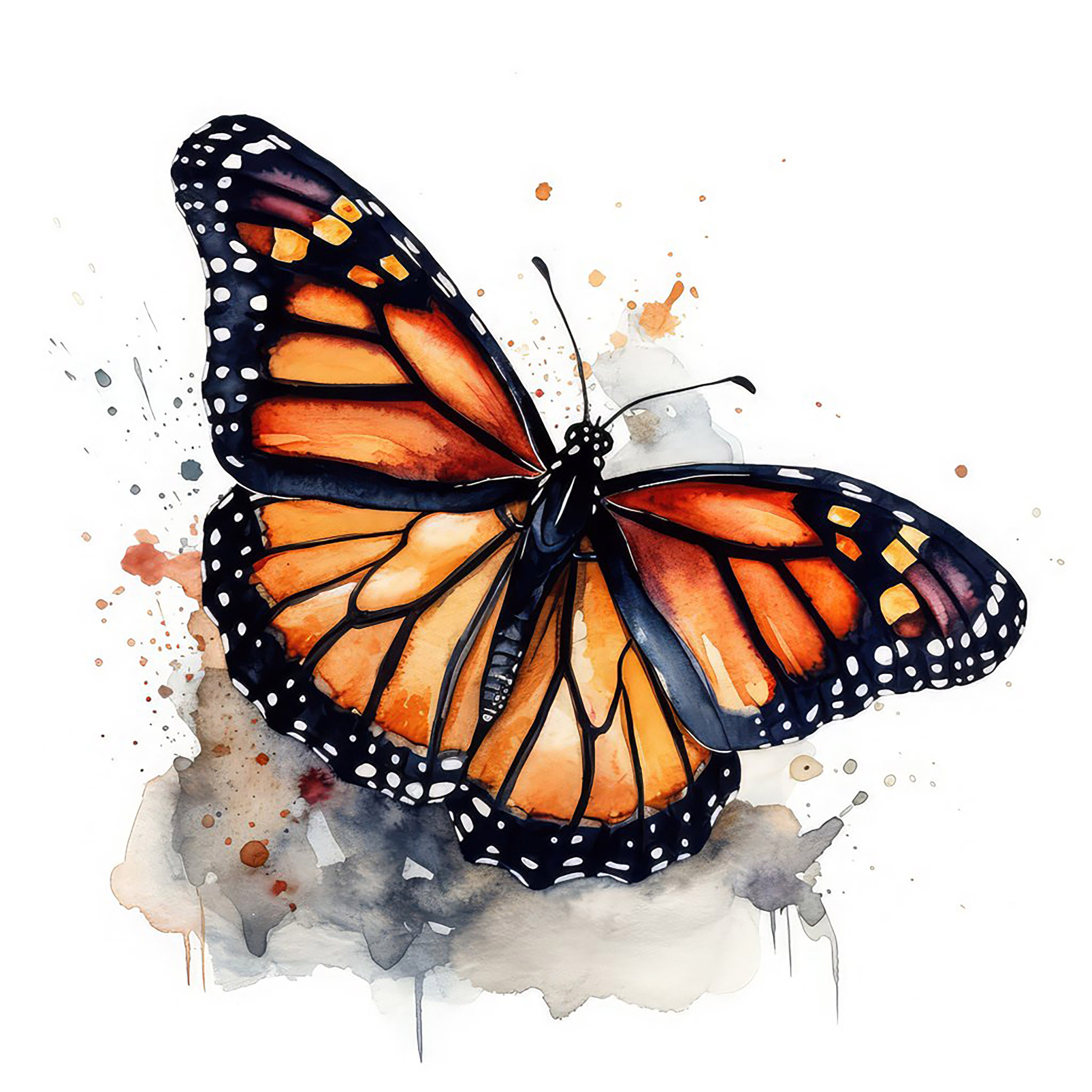 Monarch Butterfly Water Color Painting | 12 High Quality JPG Clipart ...