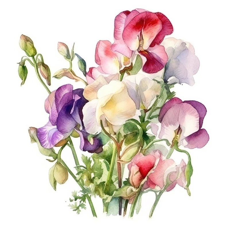 Sweet Pea Bouquet Water Color Painting | 12 High Quality JPG Clipart ...