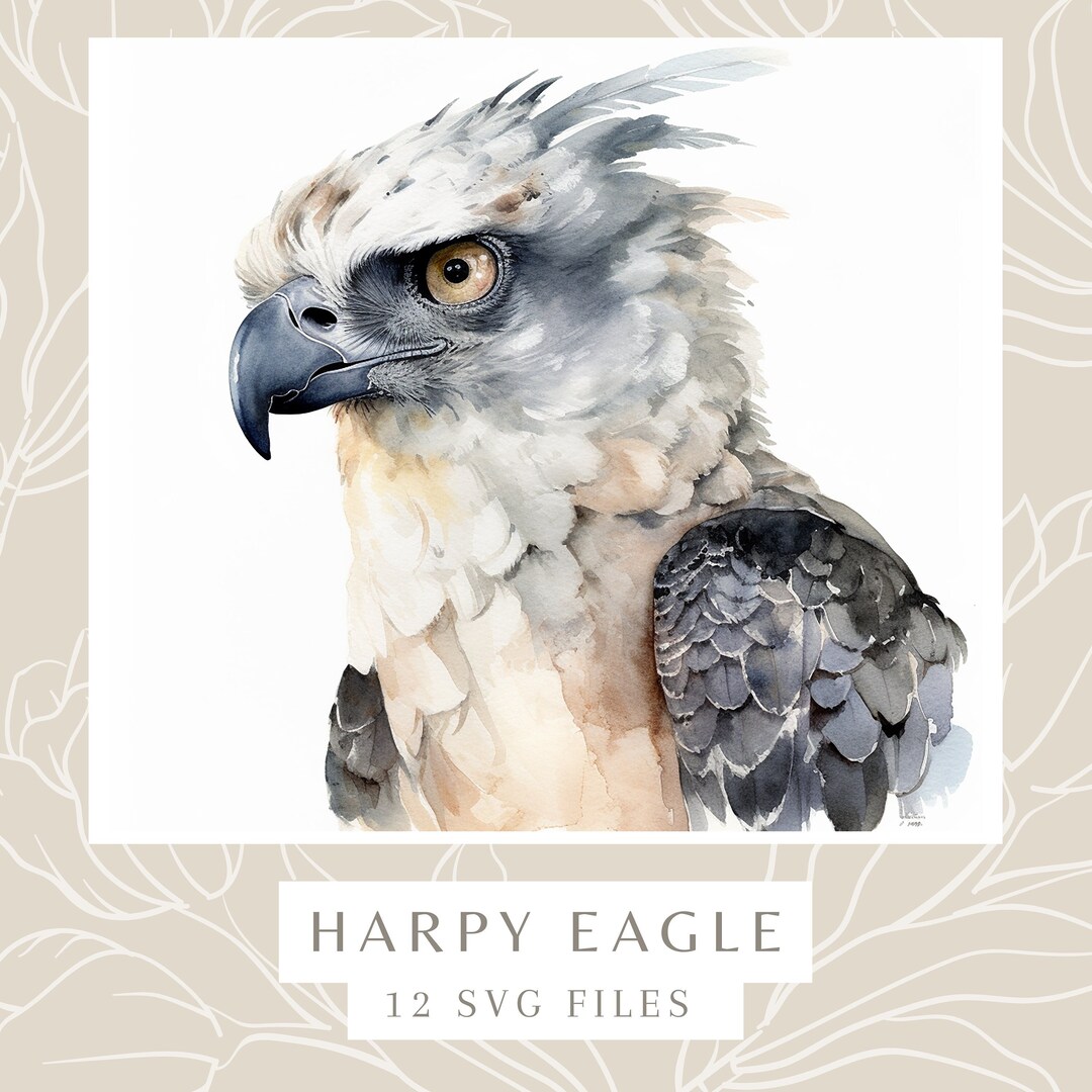 Harpy Eagle Water Color Painting | 11 High Quality JPG Clipart Pack ...