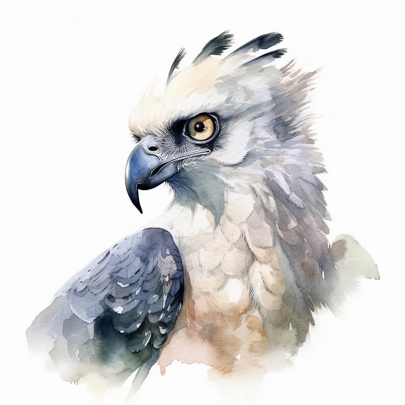 Harpy Eagle Water Color Painting 11 High Quality JPG Clipart Pack ...