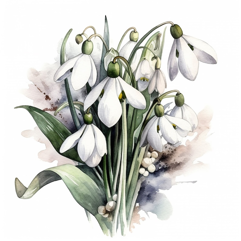 Snowdrop Bouquet Water Color Painting | 12 High Quality JPG Clipart ...