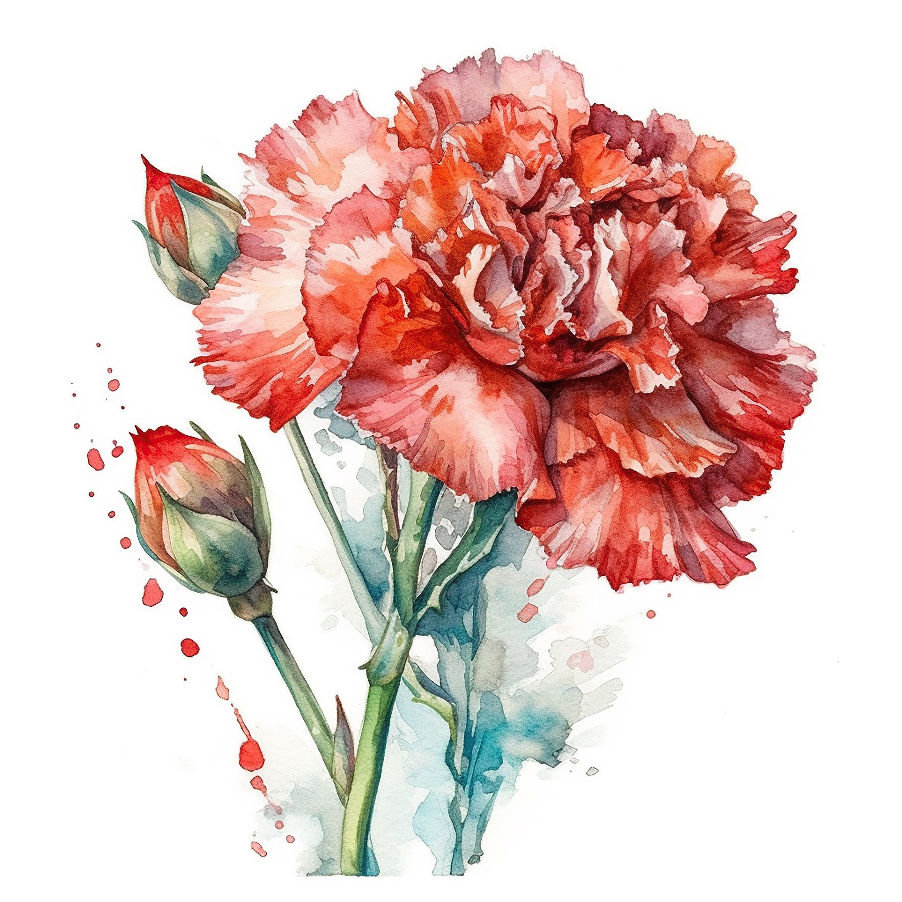 Carnation Bouquet Water Color Painting | 12 High Quality JPG Clipart ...