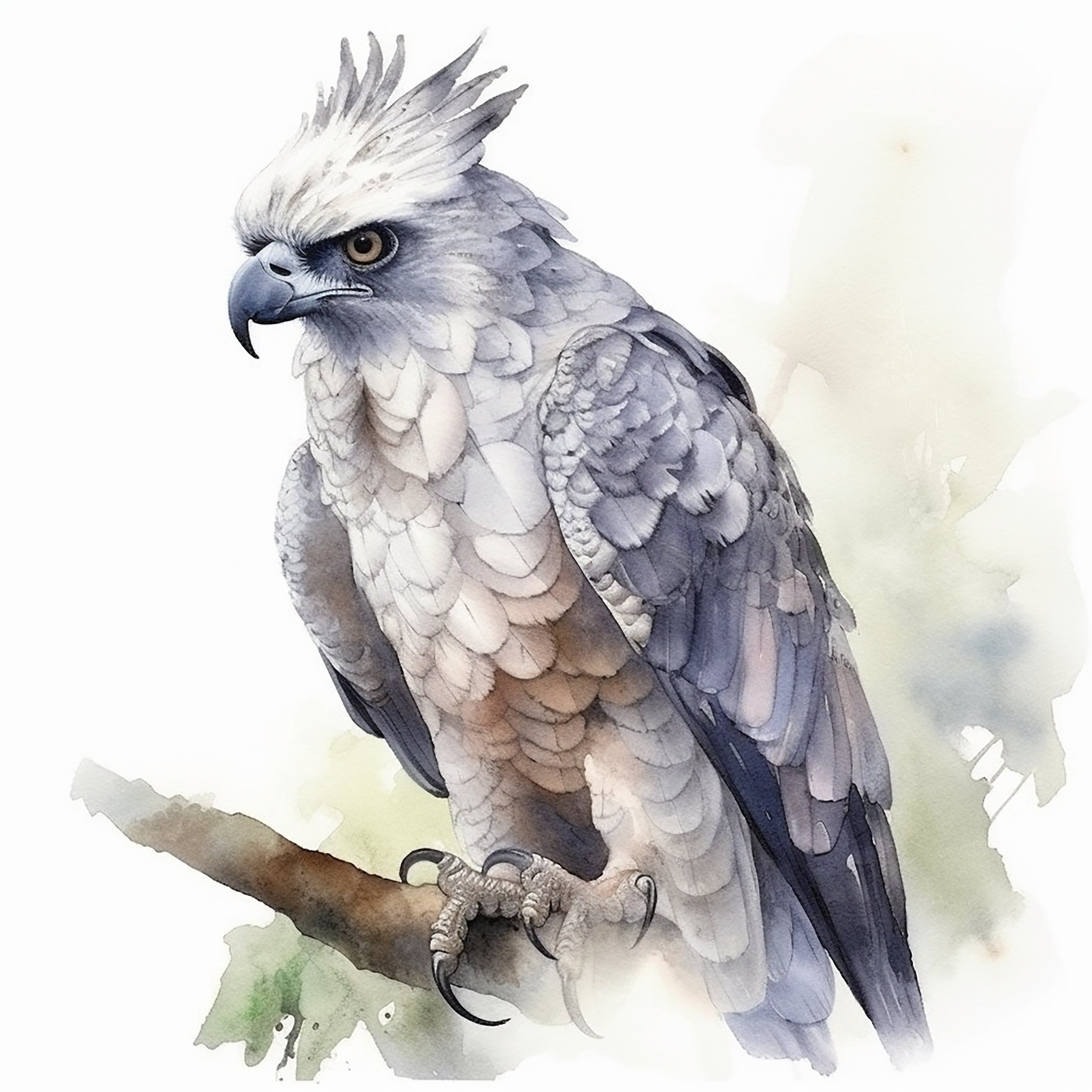 Harpy Eagle Water Color Painting 11 High Quality JPG Clipart Pack ...