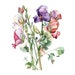 Sweet Pea Bouquet Water Color Painting | 12 High Quality JPG Clipart ...