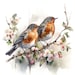 Pair of Robins Color Painting | 12 High Quality JPG Clipart Pack ...