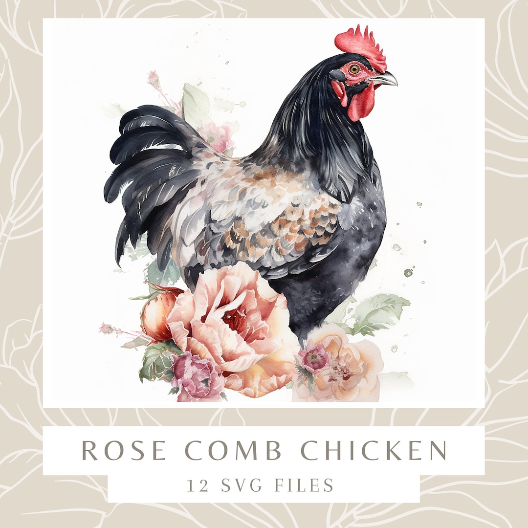Black Rose Comb Chicken Water Color Painting | 12 High Quality JPG ...