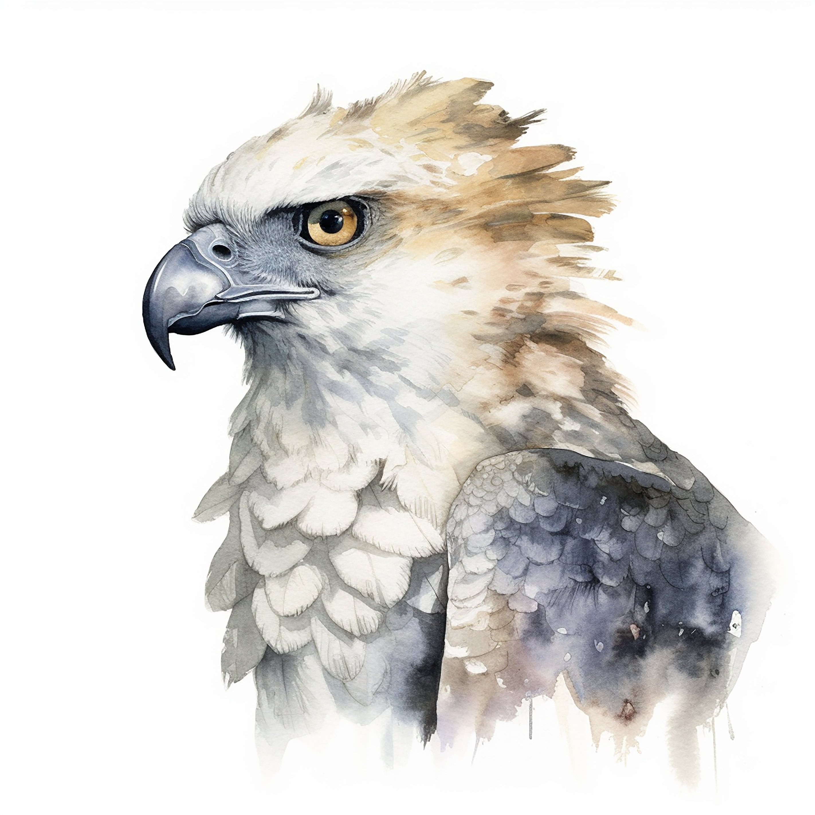 Harpy Eagle Water Color Painting 11 High Quality JPG Clipart Pack ...