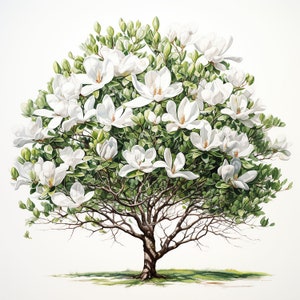 Magnolia Tree Water Color Painting | 14 High Quality JPG Clipart Pack ...