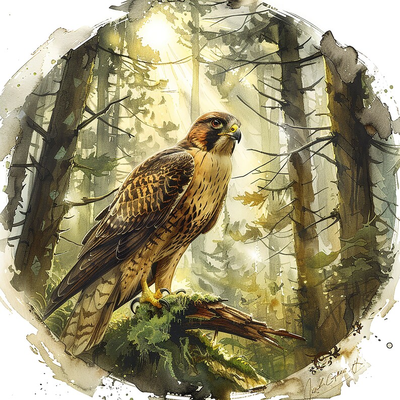 Falcon | Water Color Painting | 16 High Quality JPG Clipart Pack ...