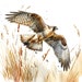 Falcon | Water Color Painting | 16 High Quality JPG Clipart Pack ...