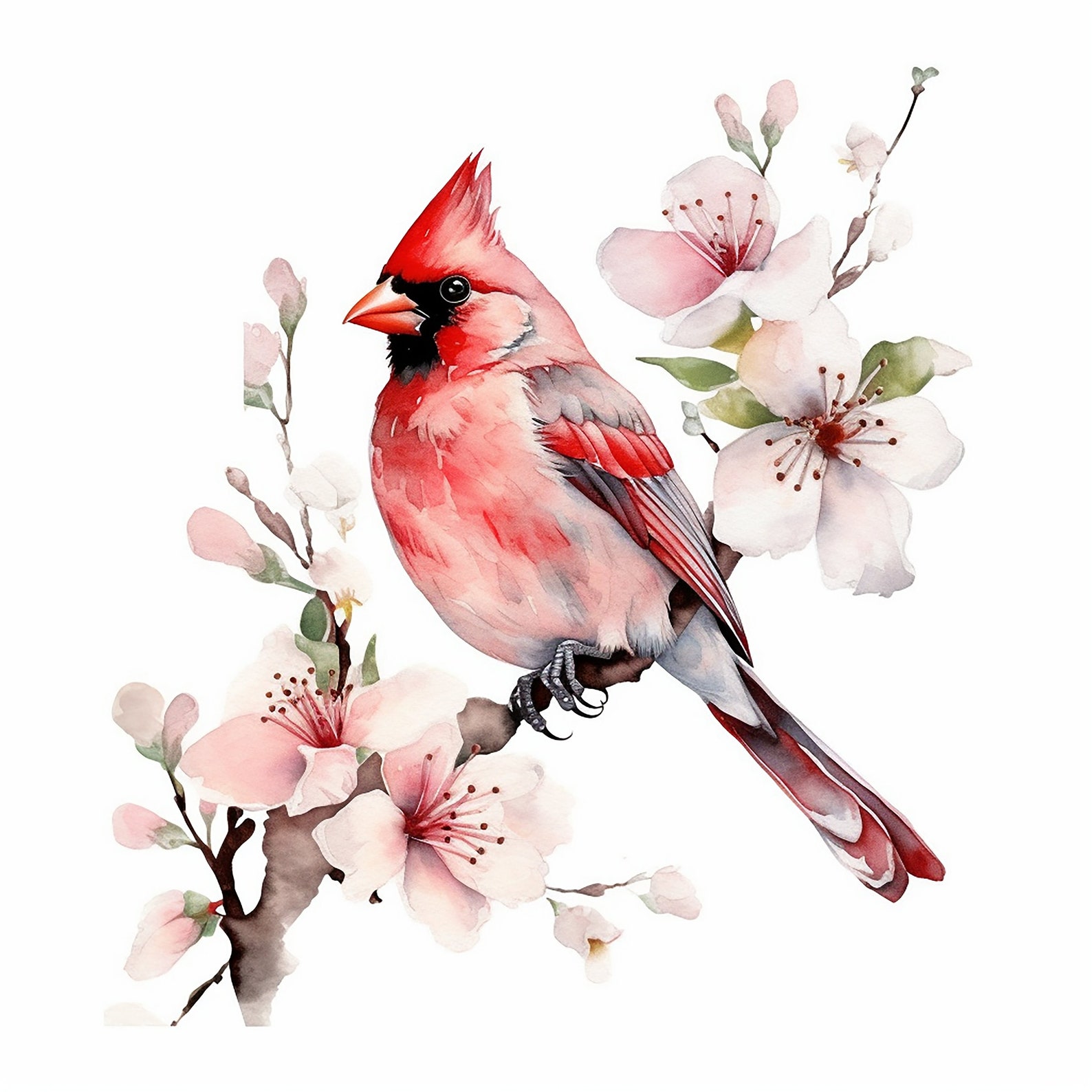 Cardinal and Cherry Blossoms Water Color Painting | 12 High Quality JPG ...