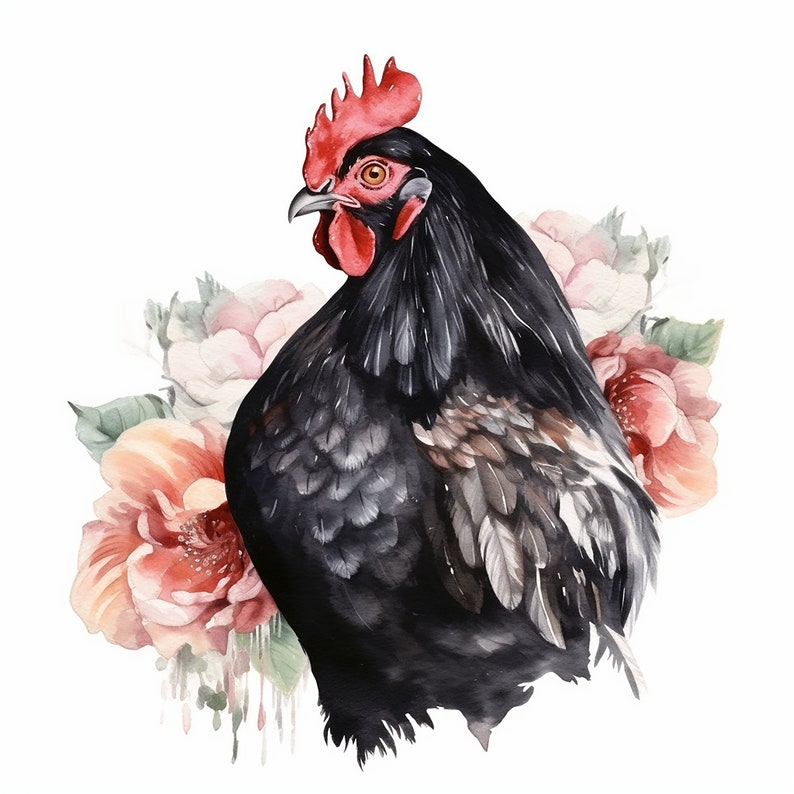 Black Rose Comb Chicken Water Color Painting | 12 High Quality JPG ...