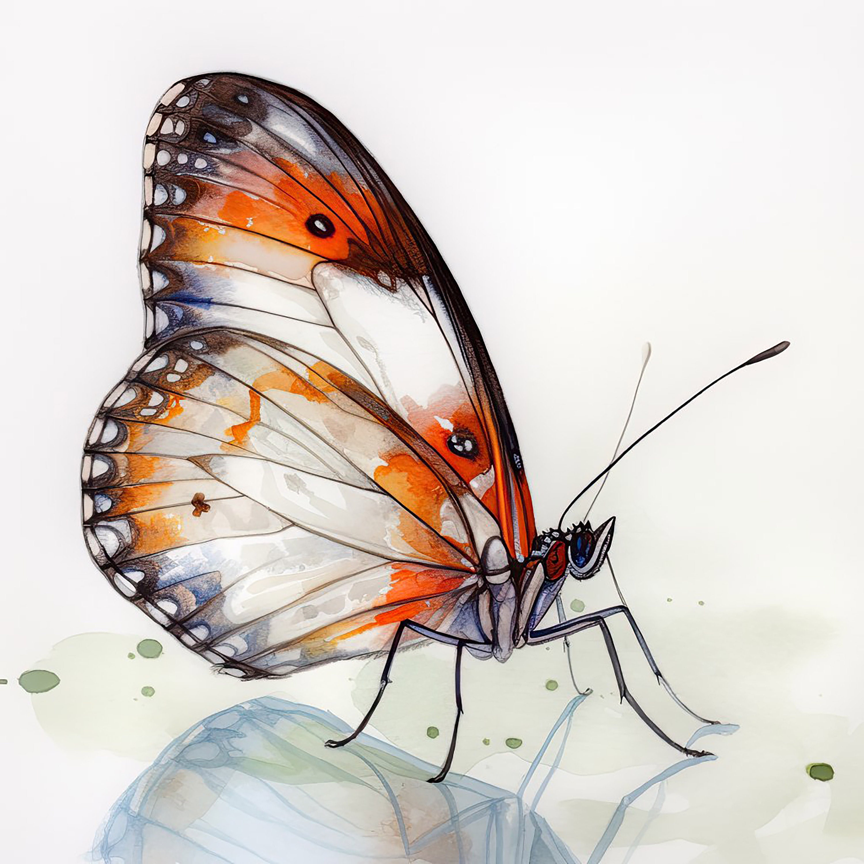Glasswing Butterfly Water Color Painting | 12 High Quality JPG Clipart ...