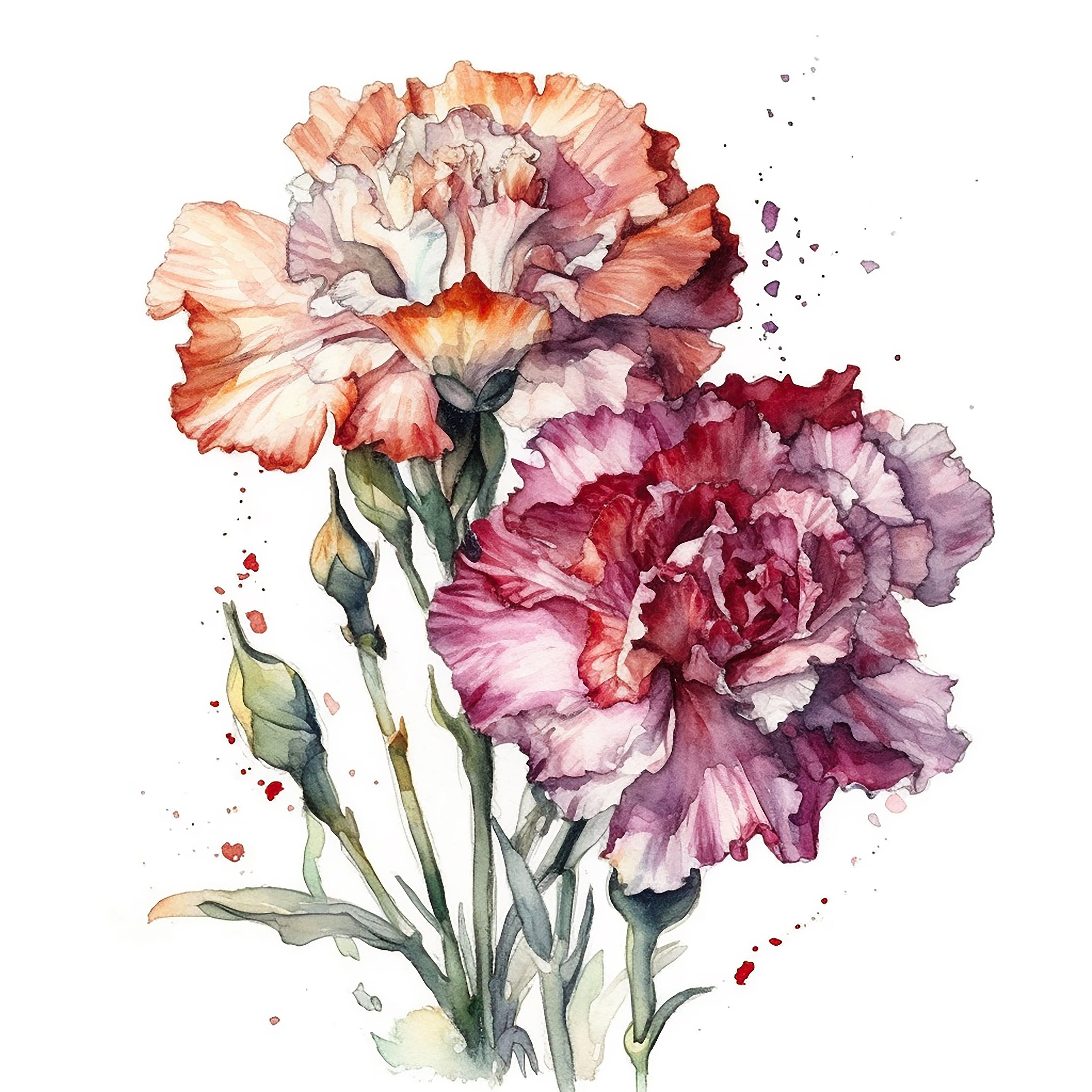 Carnation Bouquet Water Color Painting | 12 High Quality JPG Clipart ...