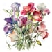 Sweet Pea Bouquet Water Color Painting 12 High Quality JPG Clipart Pack ...