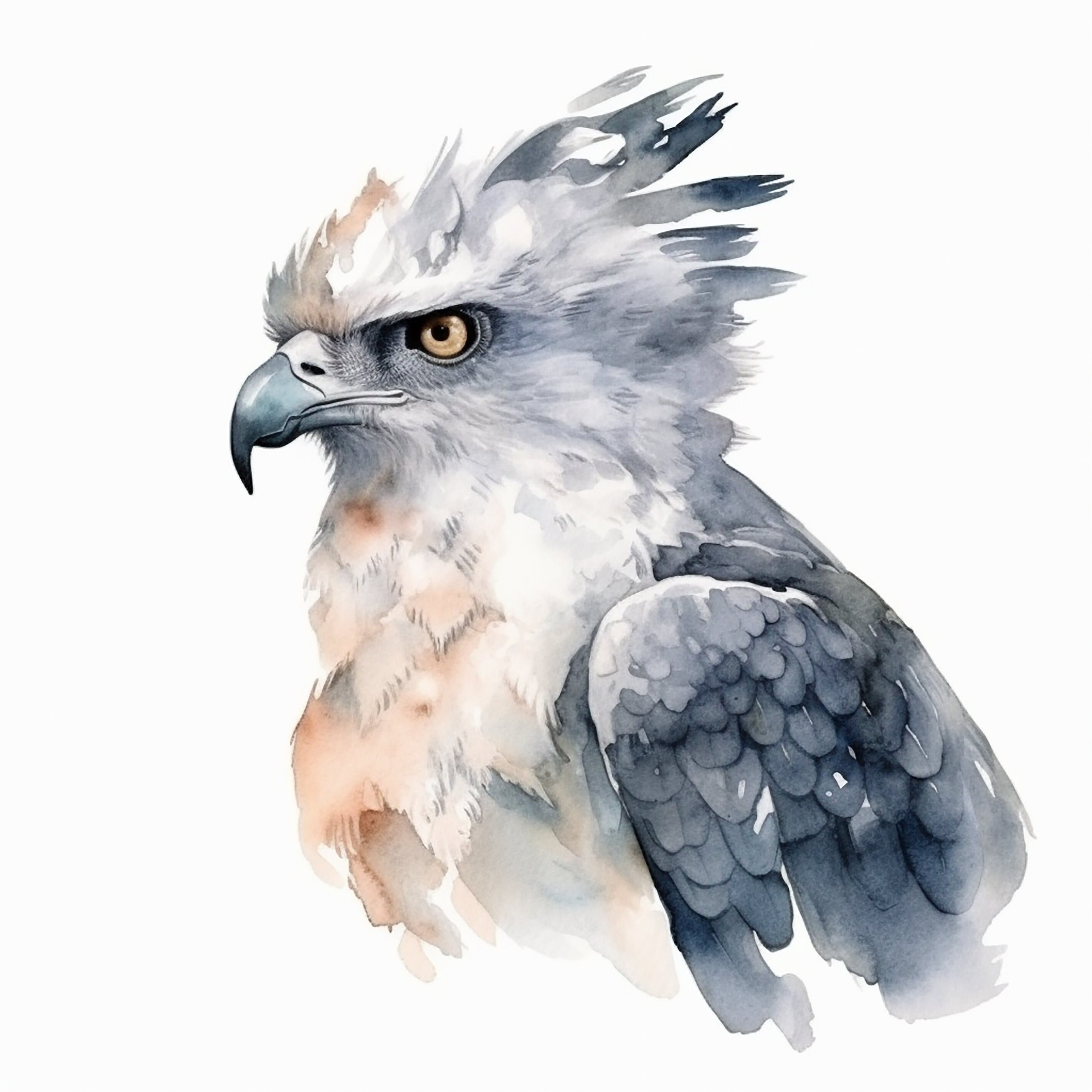 Harpy Eagle Water Color Painting | 11 High Quality JPG Clipart Pack ...